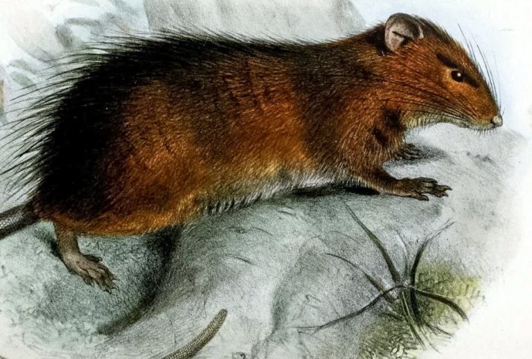 Resurrecting the Christmas Island Rat Through DNA - Genomes to life